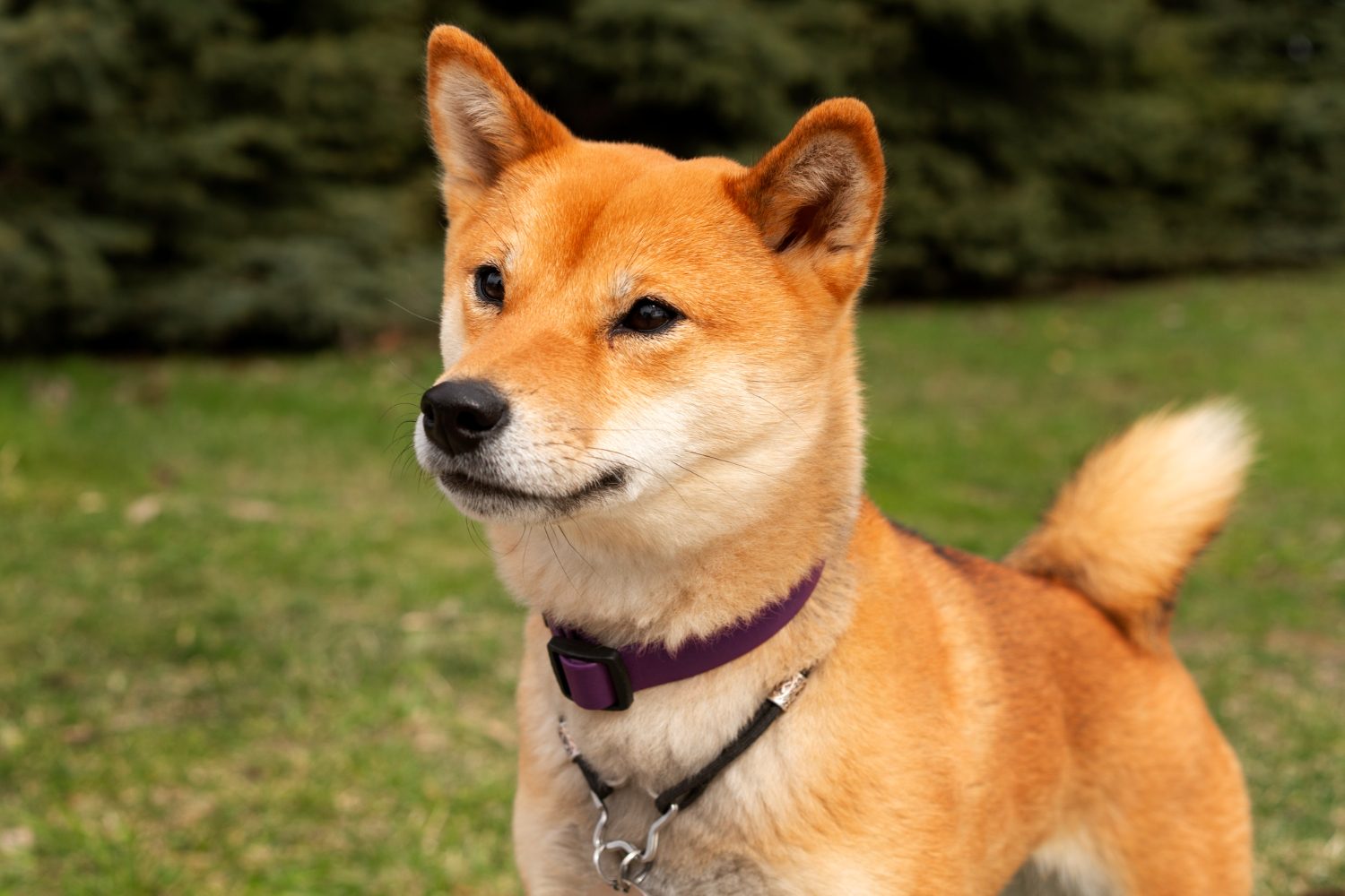 Top 8 Japanese Dog Breeds